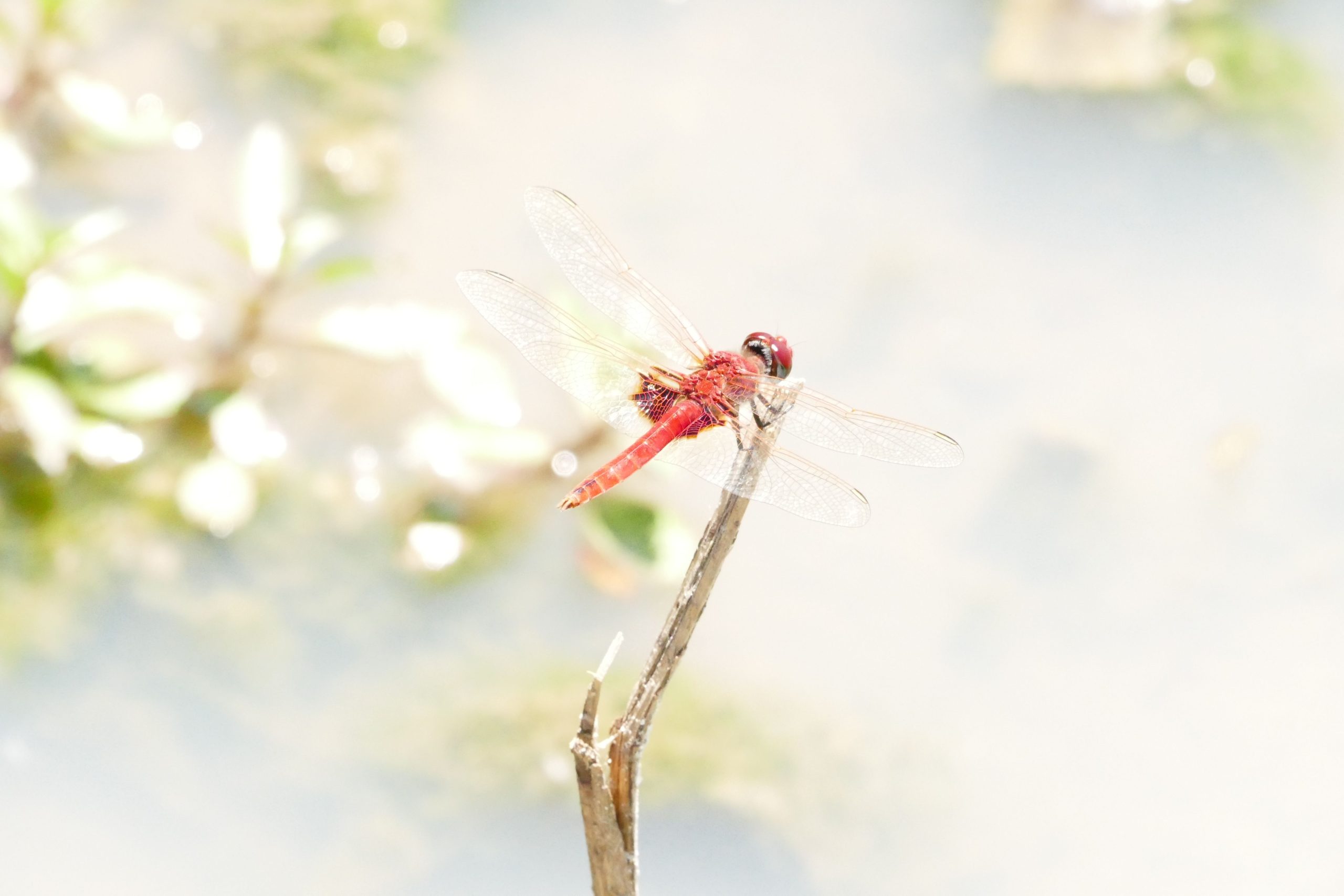 P1390548 Libelle – Gerard Haverkamp's Blog